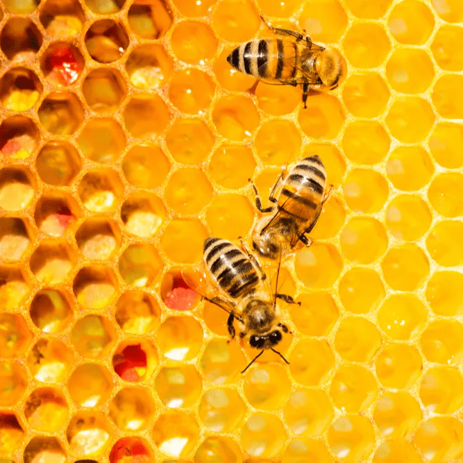 【夢占い】蜂の夢を見ると宝くじが当たる！？17の意味・暗示をチェック | 4yuuu