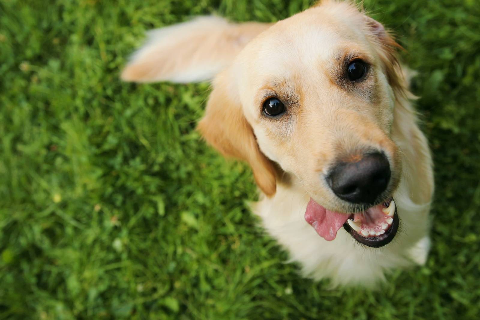 【東京都内】犬と遊べる公園10選♪ドッグランや自然を満喫！近隣カフェ・駐車場情報も！ | 4yuuu
